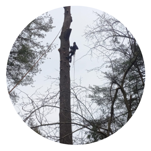 Kenny’s Tree Services LLC - Expert Tree Care Company